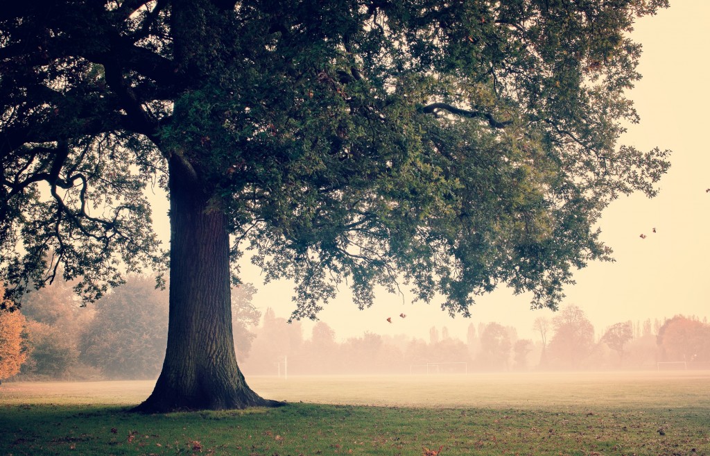 Uči od stabla – Frama Hercegovina